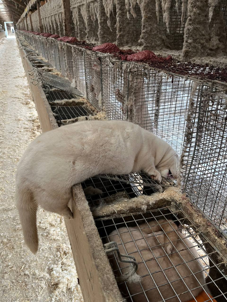 Undercover Investigation Reveals Cruel Treatment of Minks at Major ...