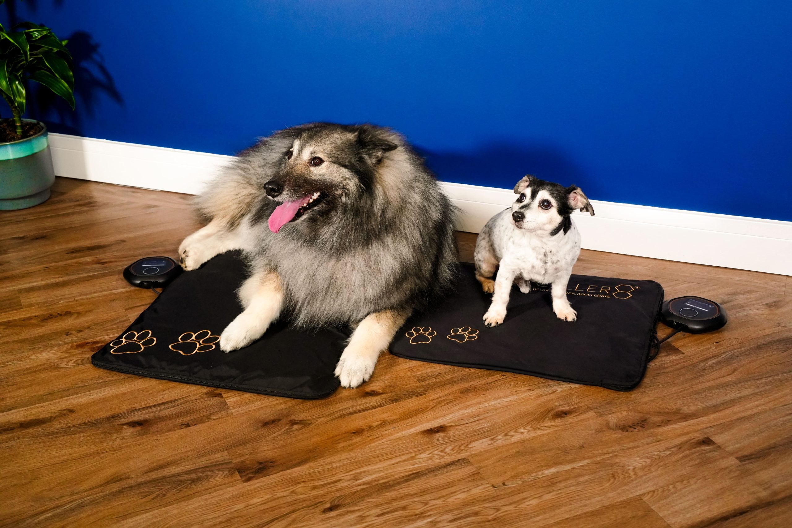 CELLER8® Introduces New PEMF Pet Mat with Easy-to-Clean, Removable ...