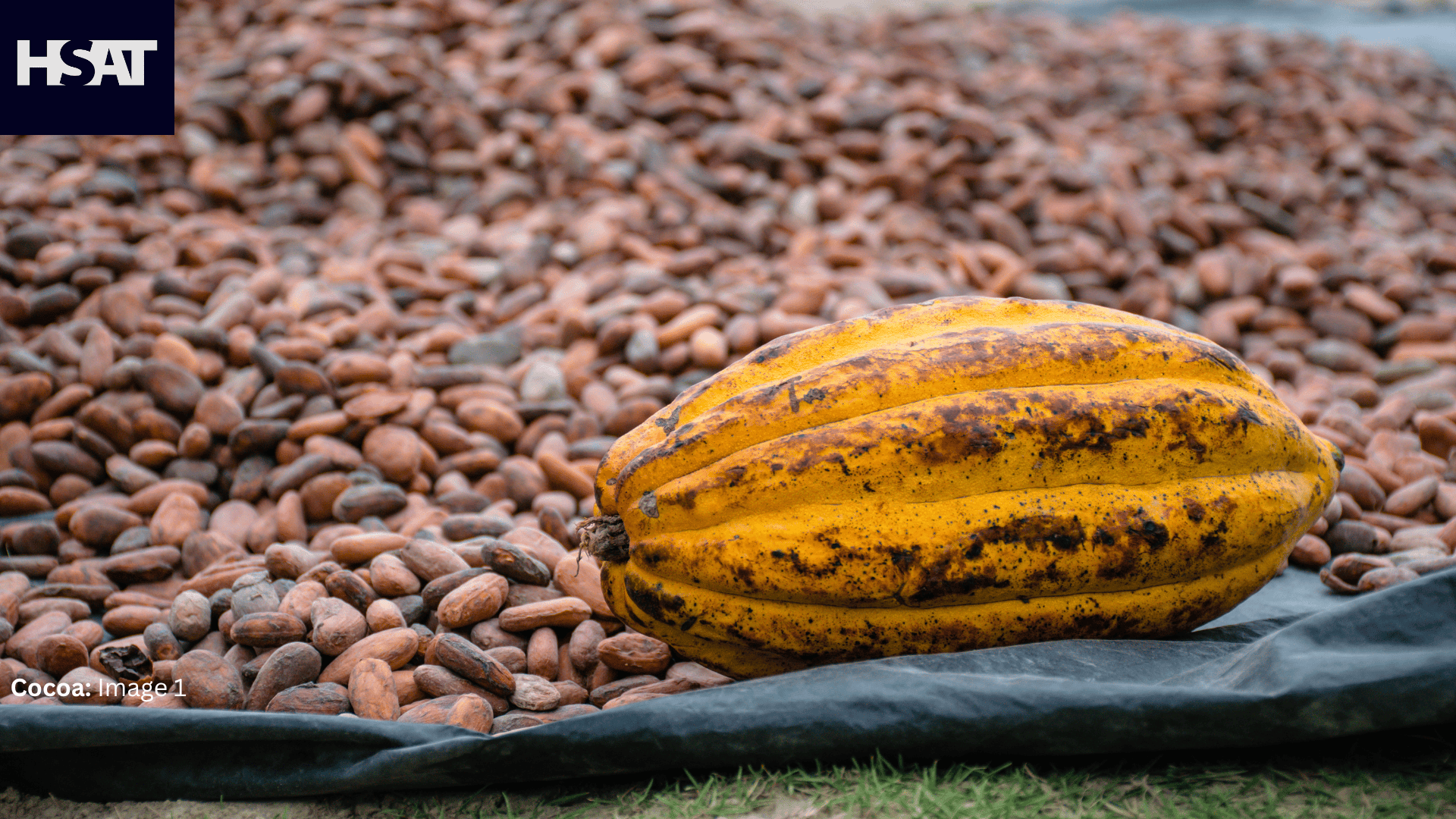 HSAT Launches AI-Driven Cocoa Yield Forecasts with Over 95% Accuracy ...